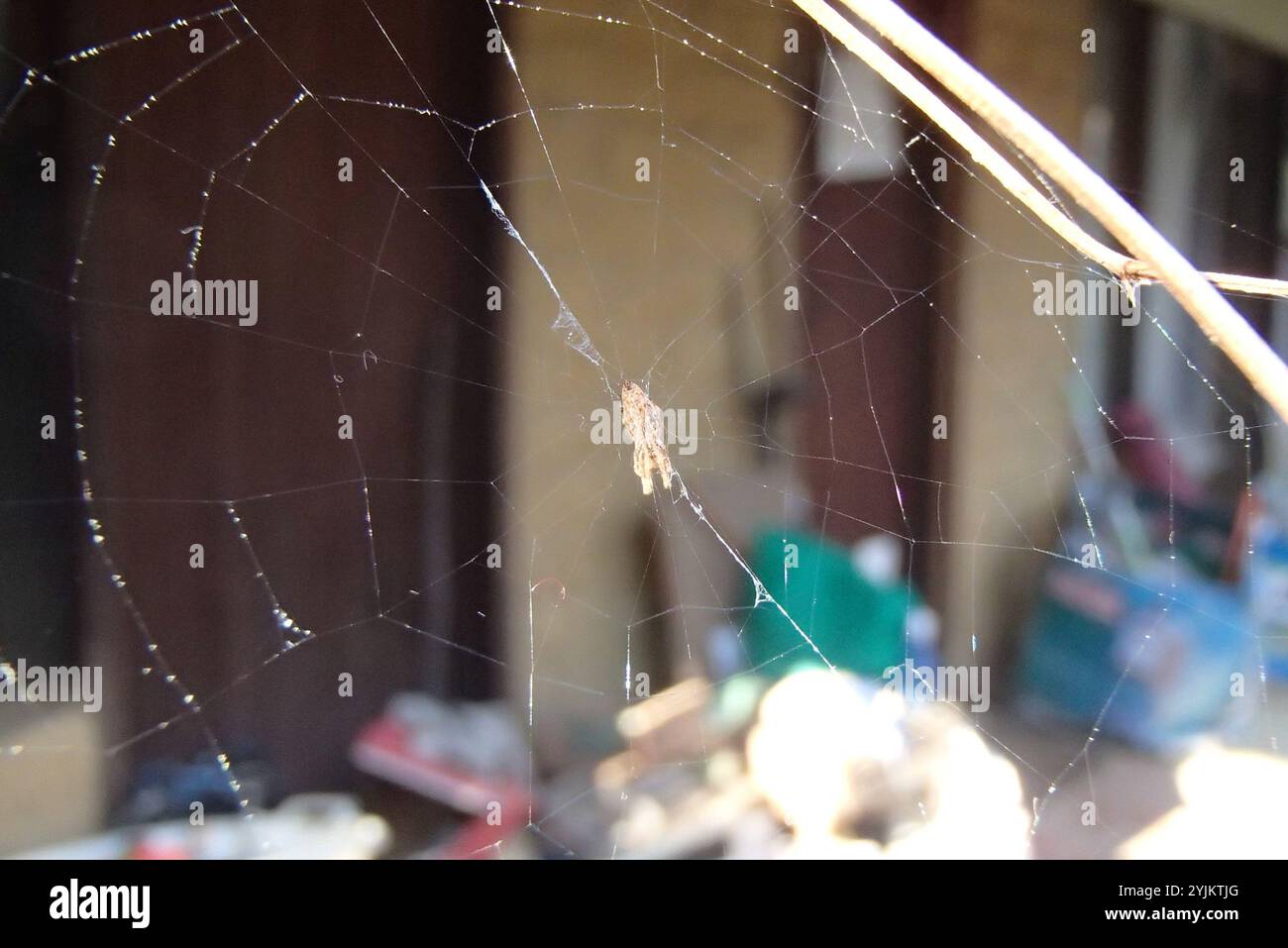 Hackled Orbweavers and Net-casting Spiders (Uloboroidea Stock Photo - Alamy
