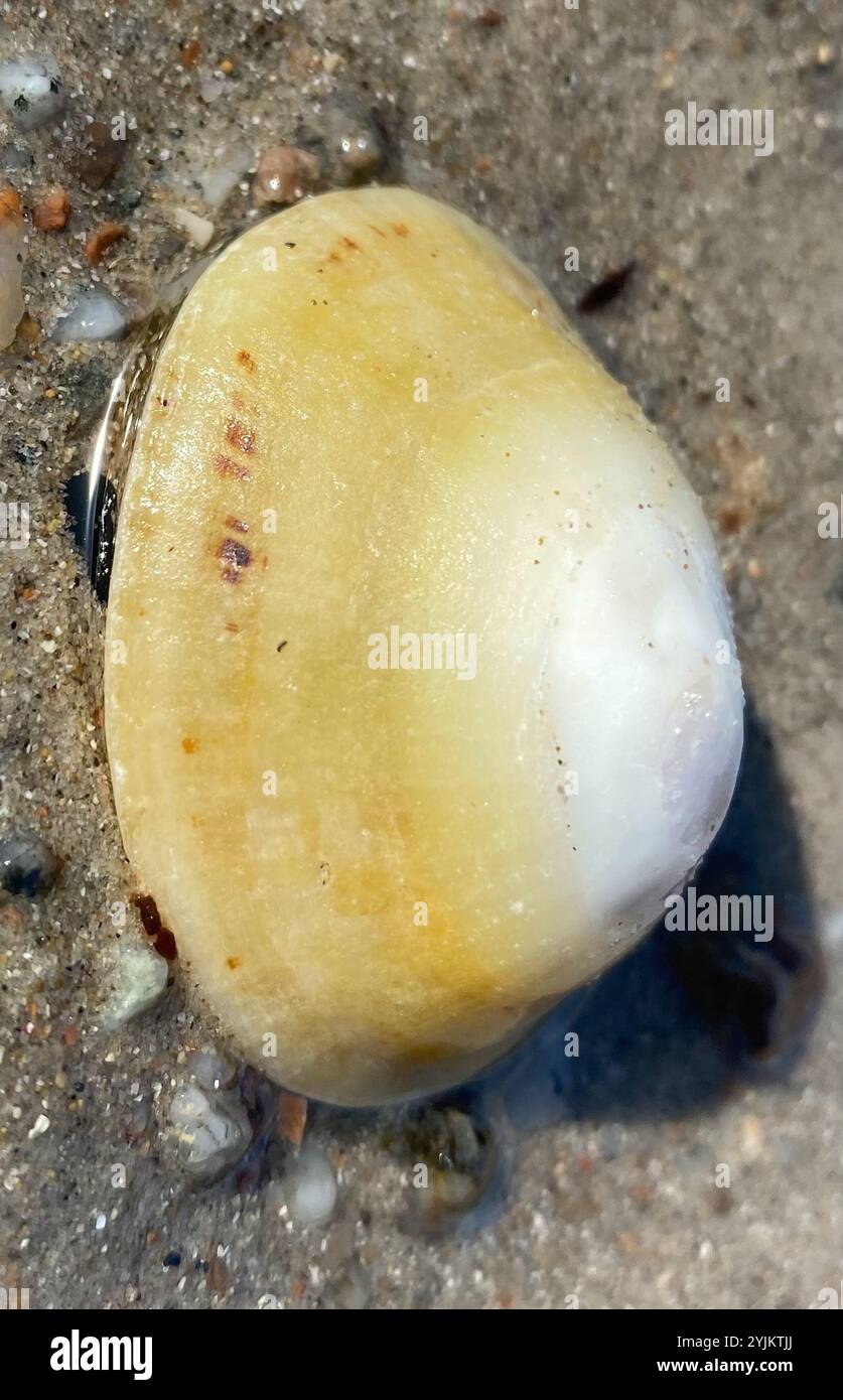 Common European Limpet (Patella vulgata Stock Photo - Alamy