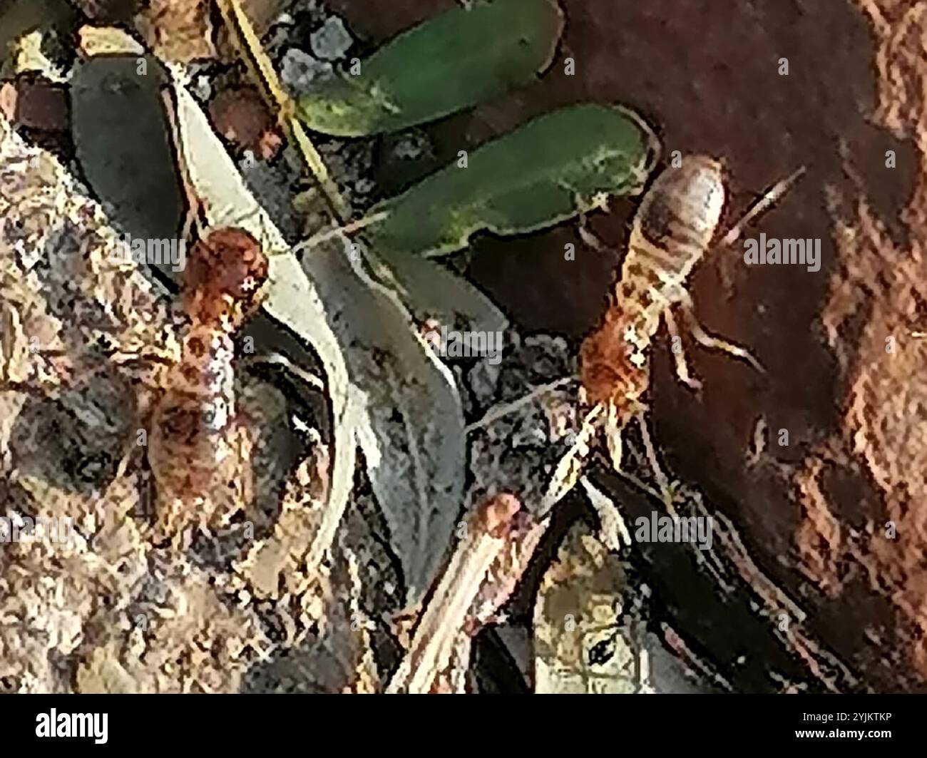 Northern Harvester Termite (Hodotermes mossambicus Stock Photo - Alamy