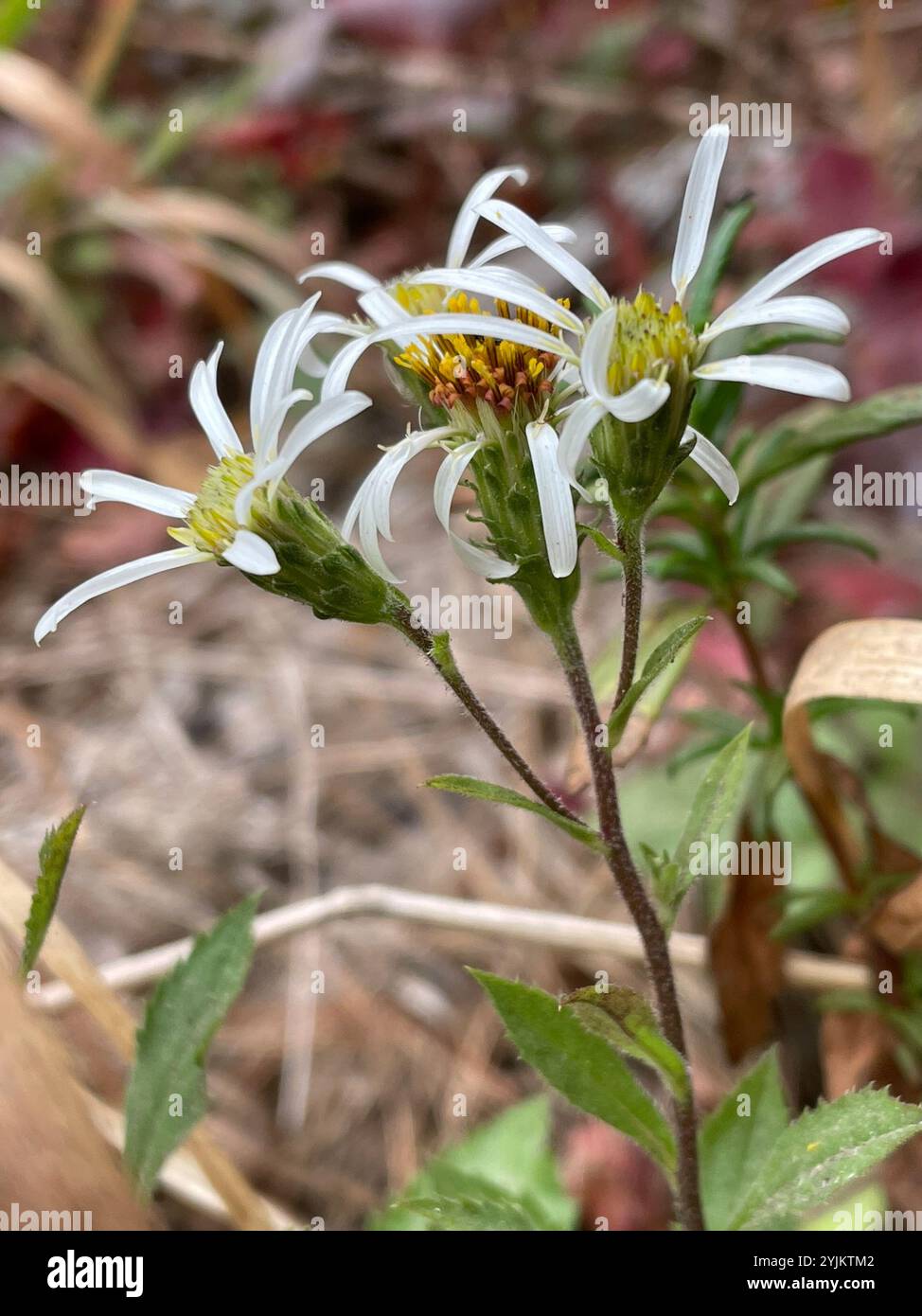 roughleaf aster (Eurybia radulina Stock Photo - Alamy