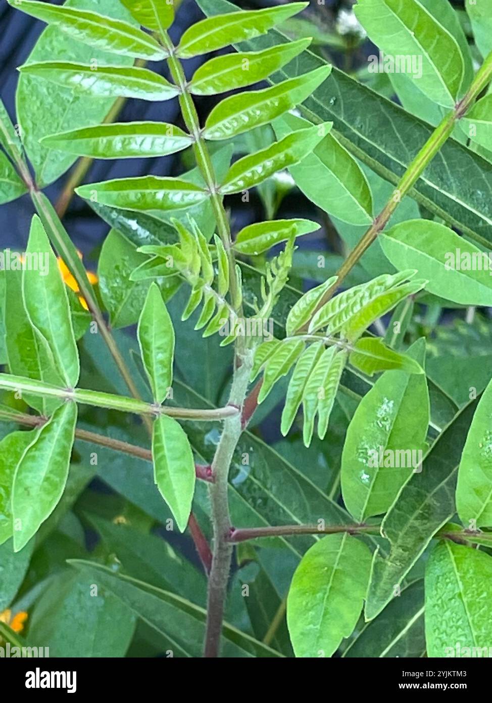 shining sumac (Rhus copallinum Stock Photo - Alamy