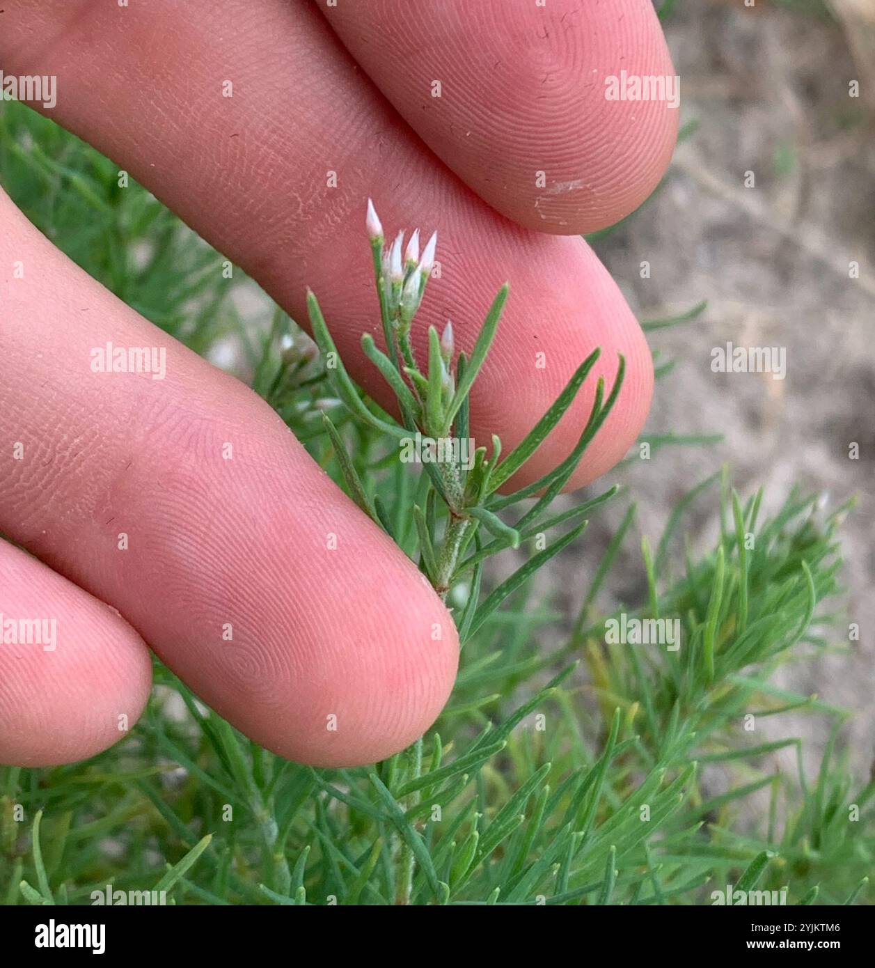 Oldman’s Cap (Polycarpaea corymbosa Stock Photo - Alamy