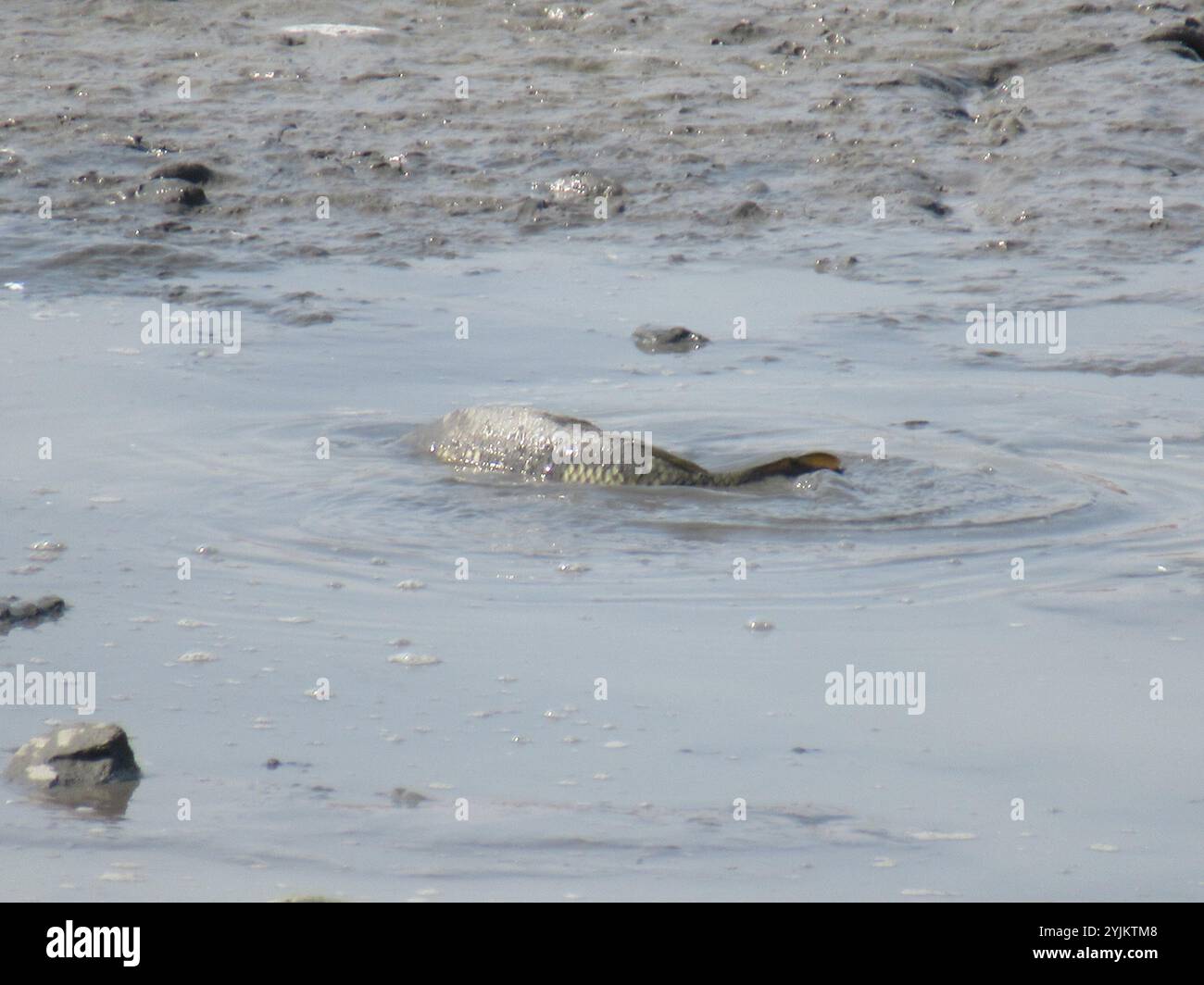 European Carp (Cyprinus carpio Stock Photo - Alamy
