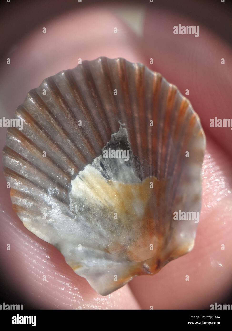 Argopecten hi-res stock photography and images - Alamy