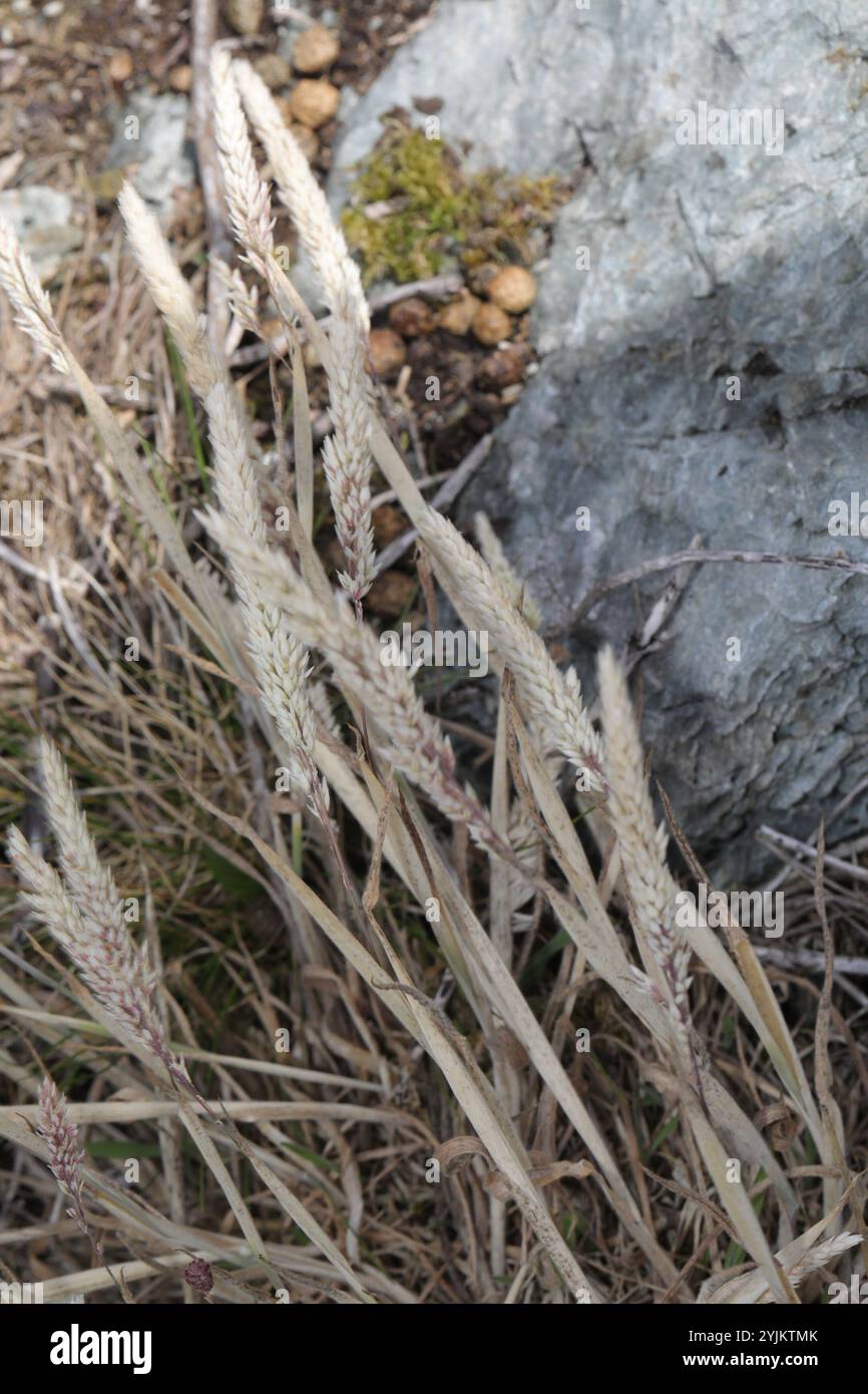 Yorkshire fog (Holcus lanatus Stock Photo - Alamy
