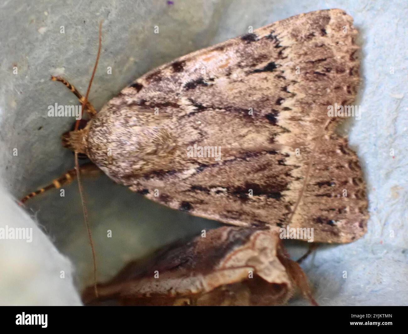 Eurasian copper underwing hi-res stock photography and images - Alamy