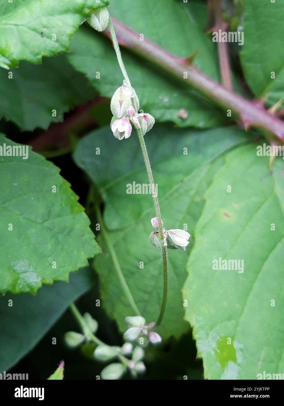Black-bindweed (Fallopia convolvulus Stock Photo - Alamy