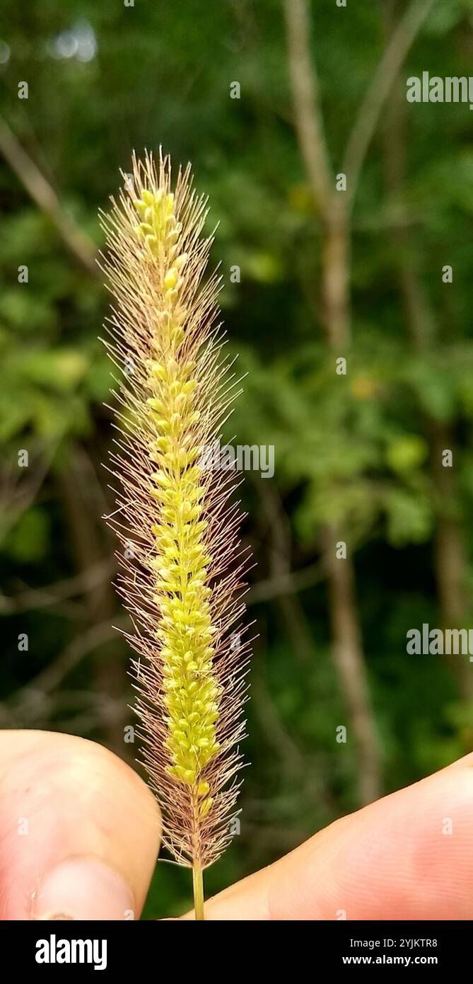 yellow foxtail (Setaria pumila Stock Photo - Alamy