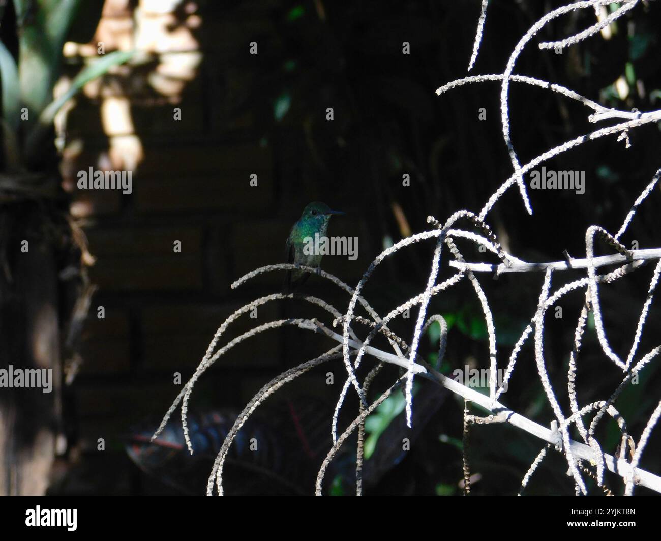 Emerald Hummingbirds and Allies (Trochilini Stock Photo - Alamy