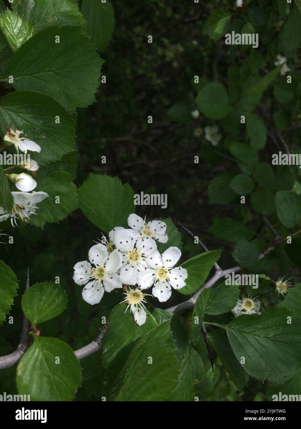Caughnawaga hawthorn (Crataegus suborbiculata Stock Photo - Alamy