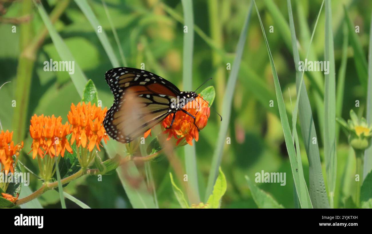 Monarch (Danaus plexippus Stock Photo - Alamy