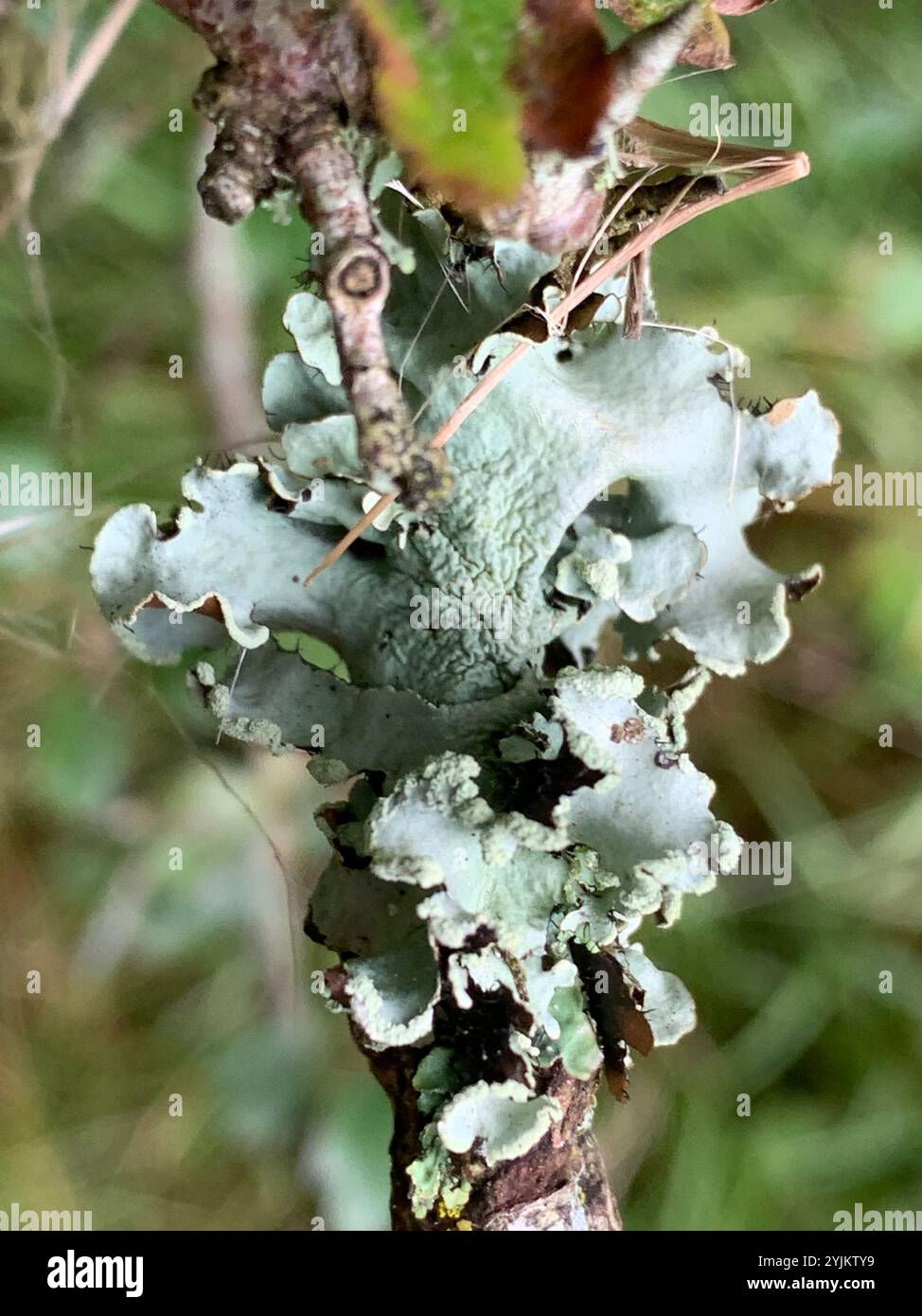 Ruffle Lichens (Parmotrema Stock Photo - Alamy