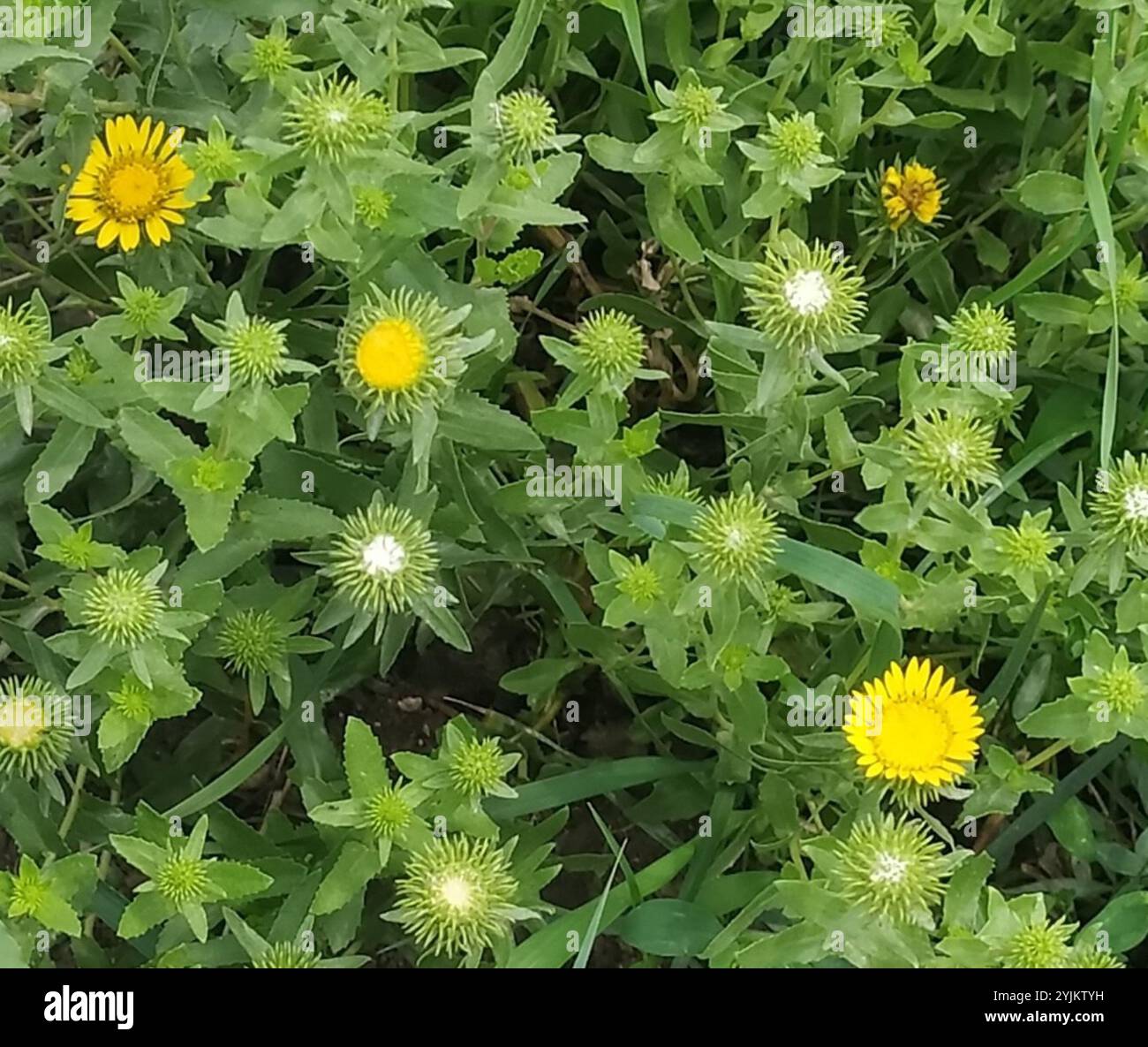 Curlycup gumweed hi-res stock photography and images - Alamy