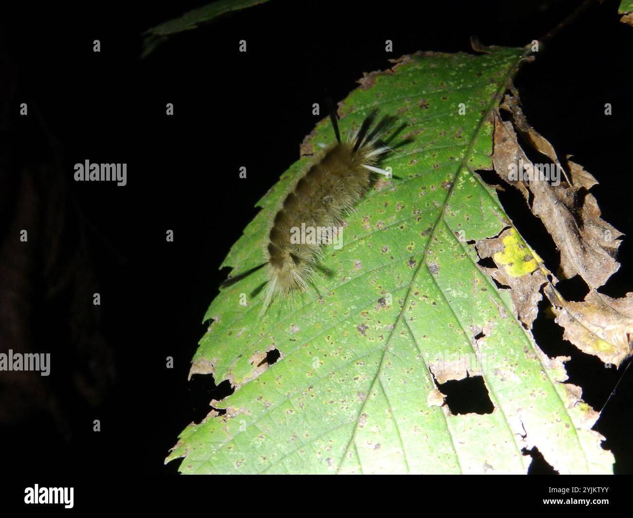 Banded Tussock Moth (Halysidota tessellaris Stock Photo - Alamy