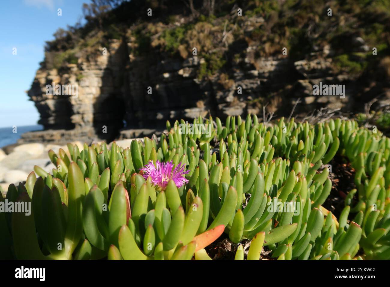 Australian Pig Face (Carpobrotus rossii Stock Photo - Alamy