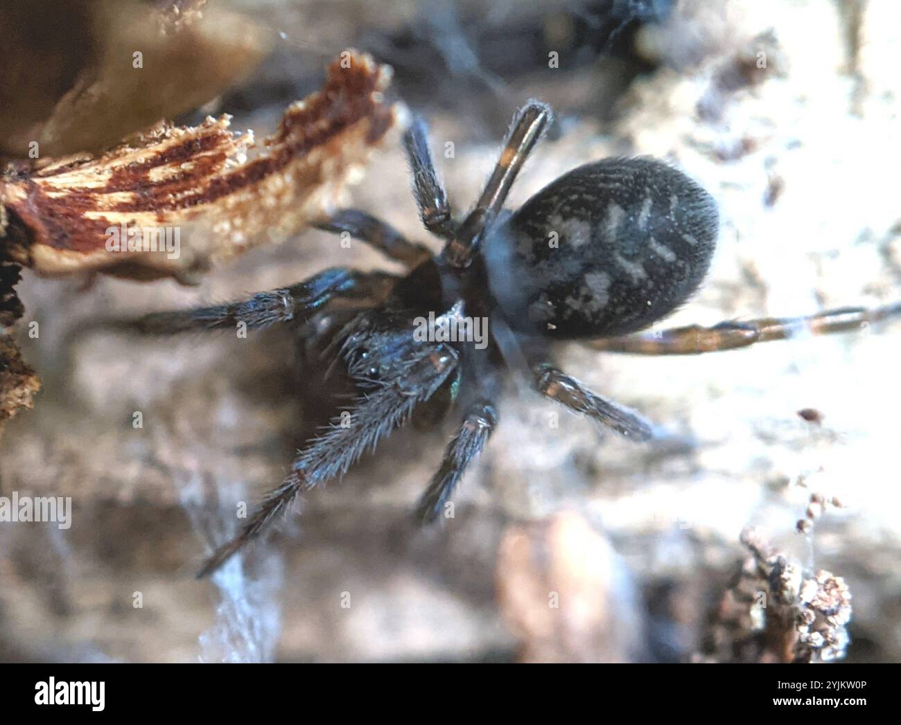 Black Laceweaver (Amaurobius ferox Stock Photo - Alamy