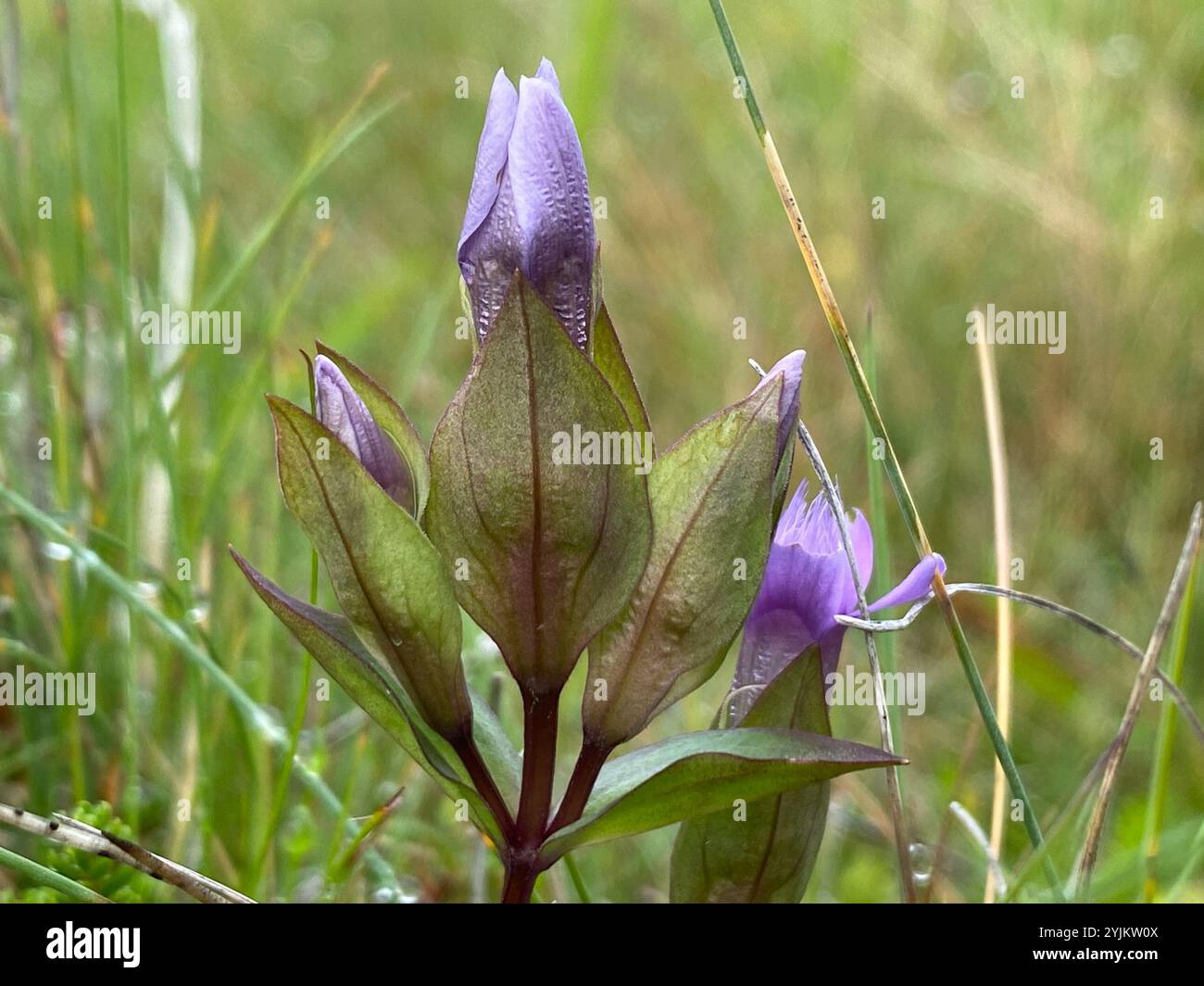 field gentian (Gentianella campestris Stock Photo - Alamy
