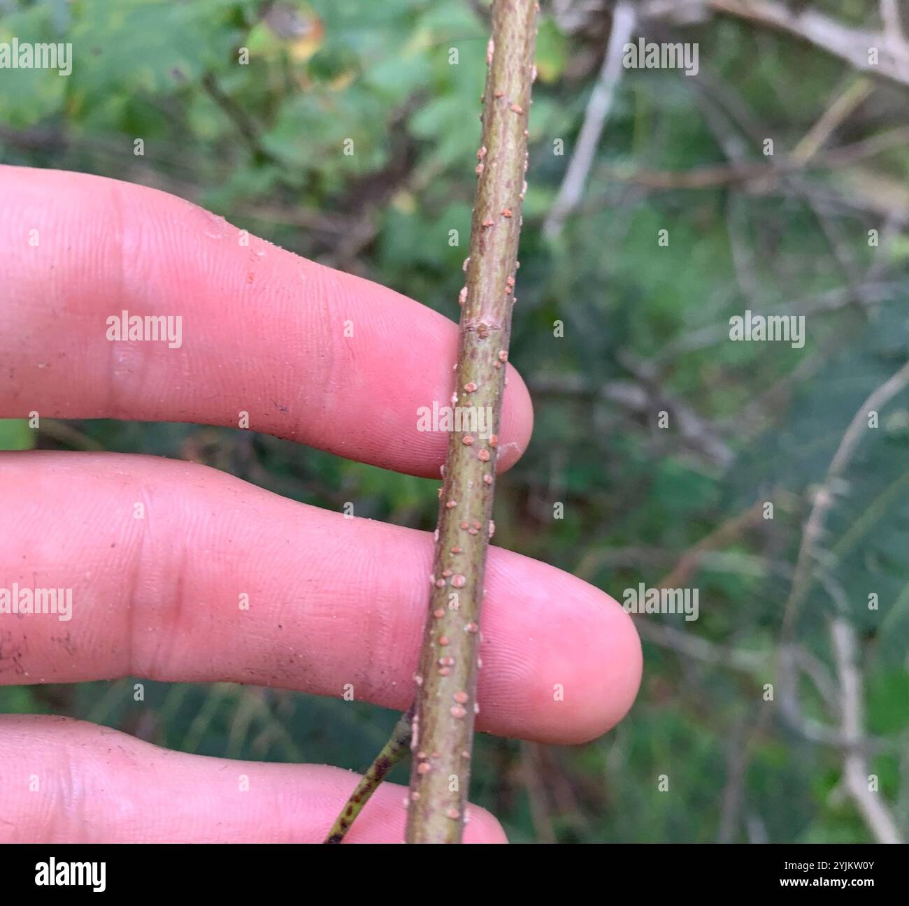 Pacara Earpod Tree (Enterolobium contortisiliquum Stock Photo - Alamy