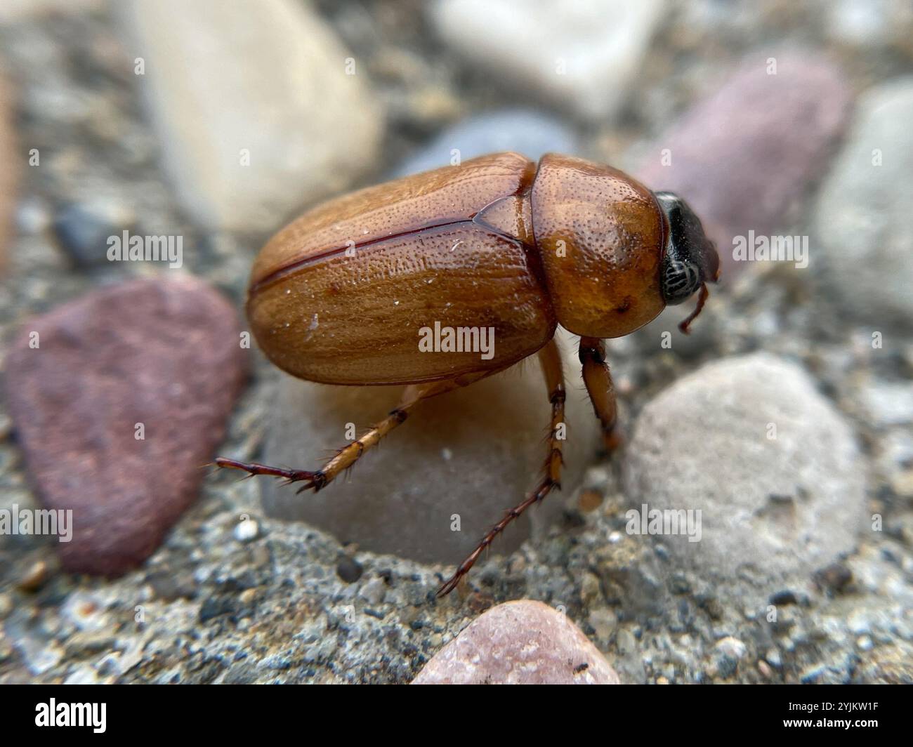 Masked Chafers (Cyclocephala Stock Photo - Alamy
