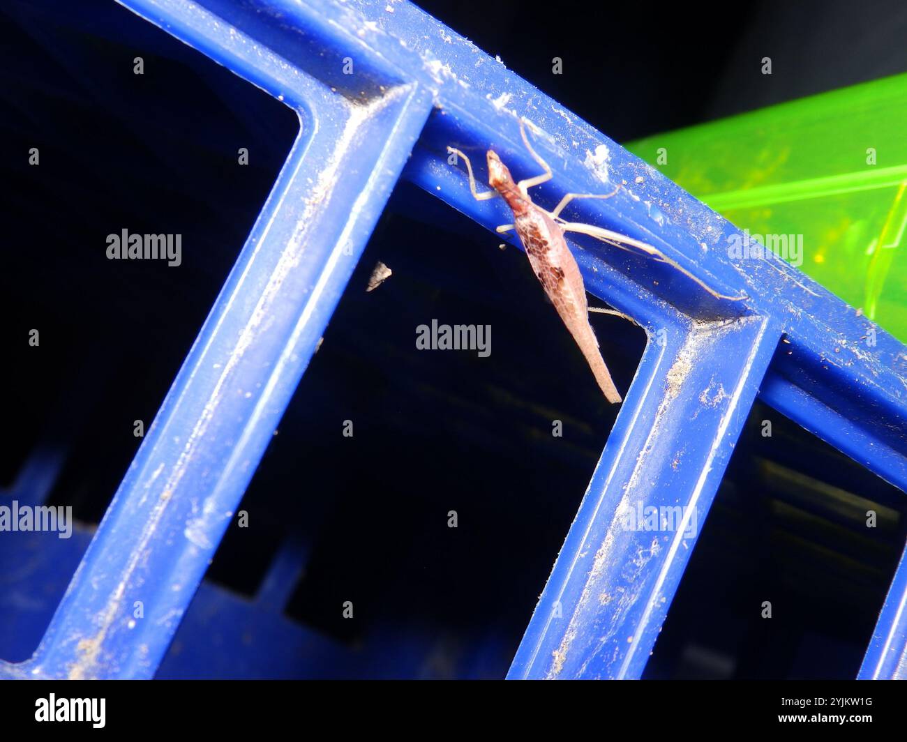 Two-spotted Tree Cricket (Neoxabea bipunctata Stock Photo - Alamy