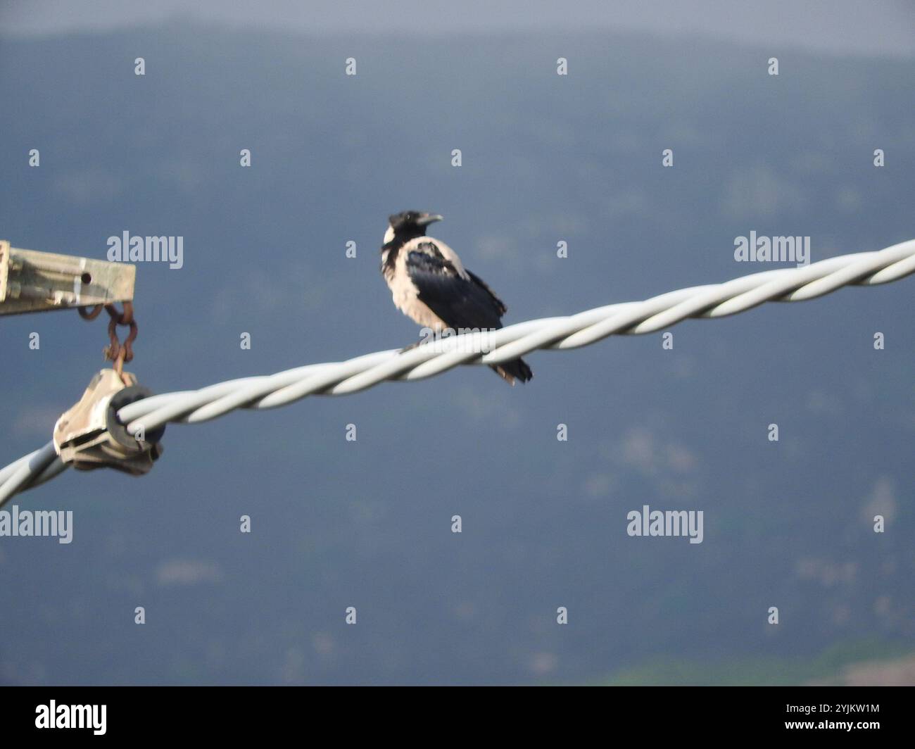 Hooded Crow (Corvus cornix Stock Photo - Alamy