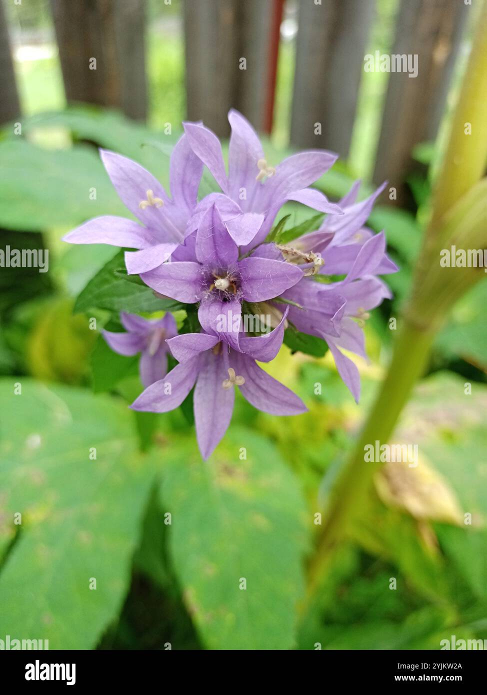 clustered bellflower (Campanula glomerata Stock Photo - Alamy