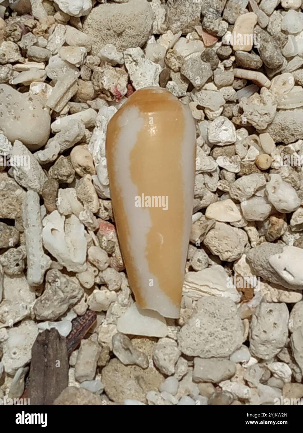 Cone Snails (Conidae Stock Photo - Alamy