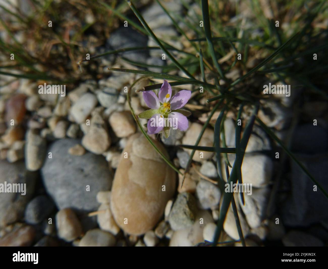 Greater Sea-spurry (Spergularia media Stock Photo - Alamy