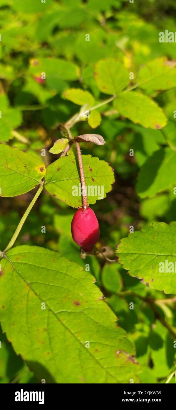 Prickly Wild Rose (Rosa acicularis Stock Photo - Alamy