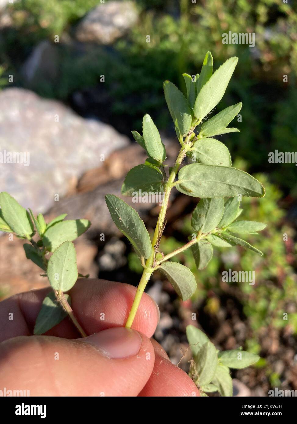 Wormseed Sandmat (Euphorbia vermiculata Stock Photo - Alamy