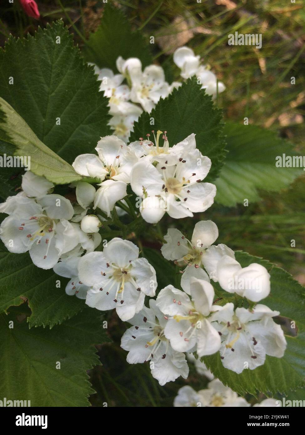 Large-thorn hawthorn (Crataegus macracantha Stock Photo - Alamy