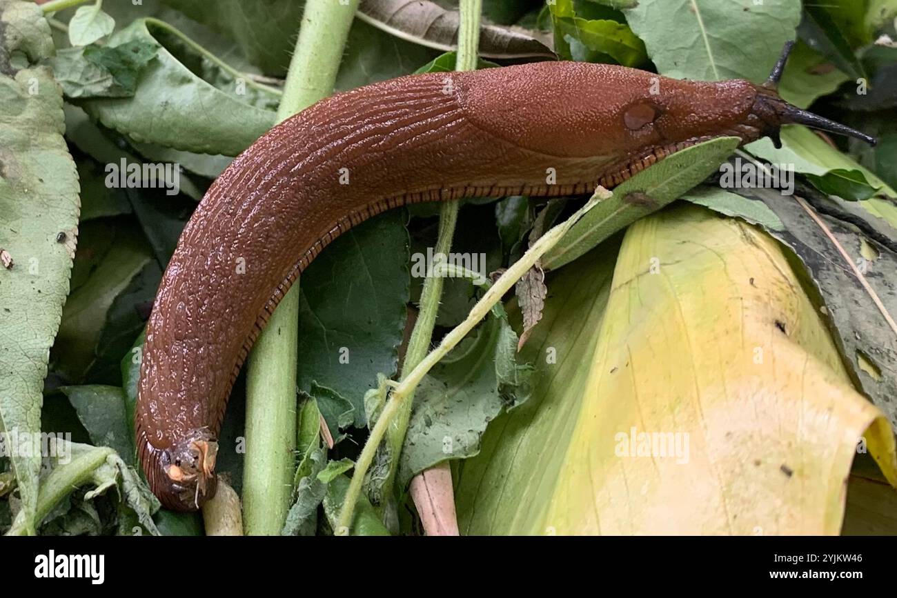 Spanish Slug (Arion vulgaris Stock Photo - Alamy