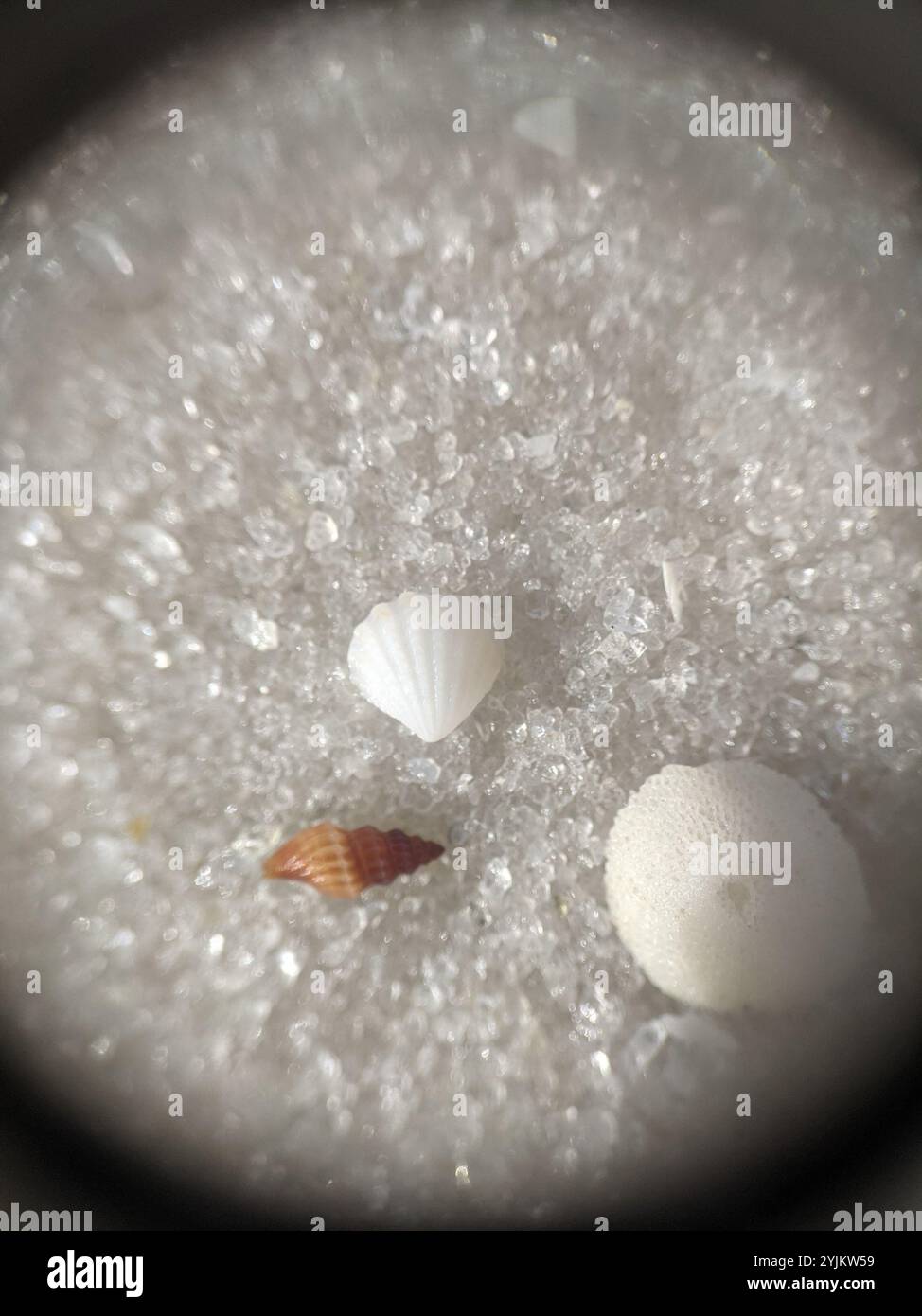 Three-tooth Carditid (Pleuromeris tridentata Stock Photo - Alamy