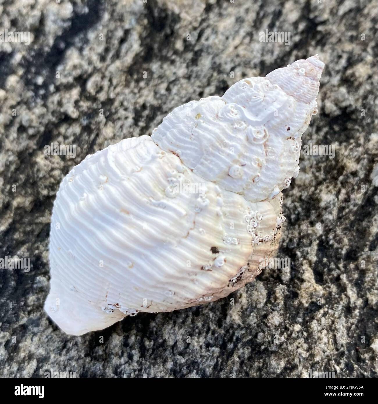 True Whelks and Allies (Buccinoidea Stock Photo - Alamy