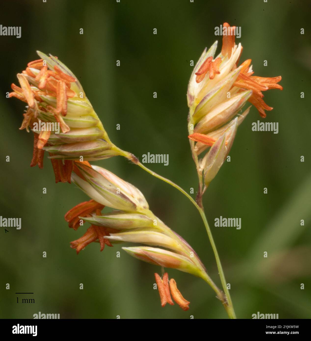 buffalograss (Bouteloua dactyloides Stock Photo - Alamy