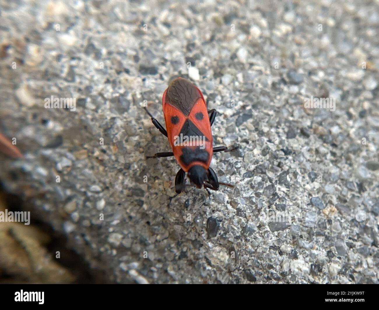 Mediterranean red bug (Scantius aegyptius Stock Photo - Alamy