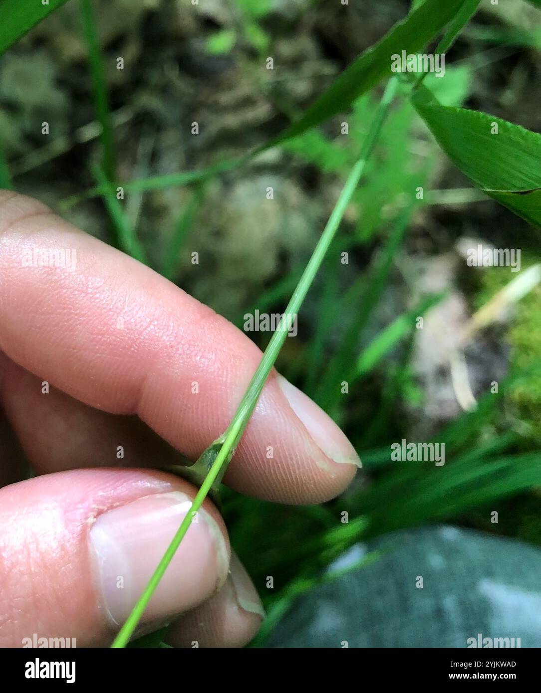 black-fruit mountain-ricegrass (Patis racemosa Stock Photo - Alamy