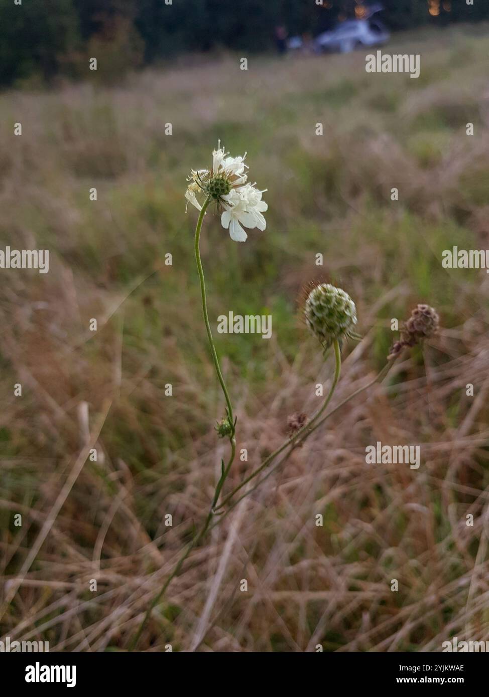 Cream Scabious (Scabiosa ochroleuca Stock Photo - Alamy