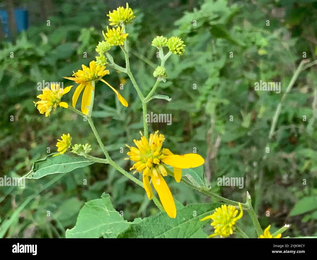 Wingstem (Verbesina alternifolia Stock Photo - Alamy