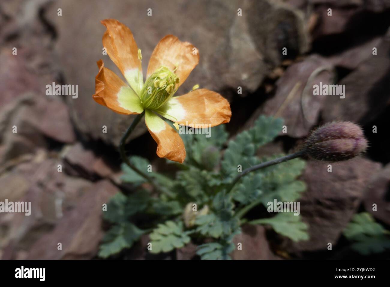 Alpine Glacier Poppy (Papaver pygmaeum Stock Photo - Alamy