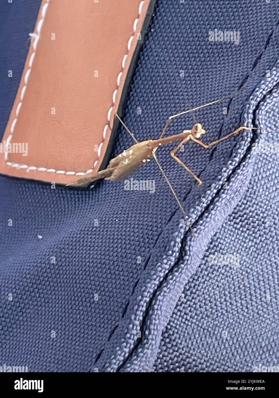 American Grass Mantis (Thesprotia graminis Stock Photo - Alamy