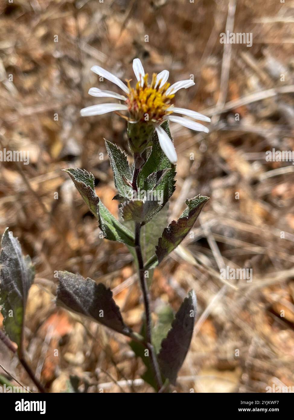 roughleaf aster (Eurybia radulina Stock Photo - Alamy