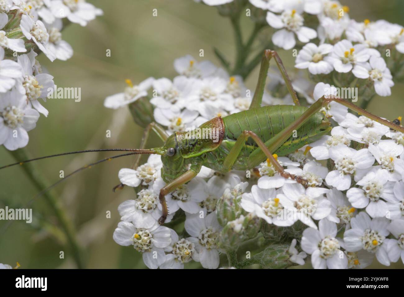 Western Saddle Bush-cricket (Ephippiger diurnus Stock Photo - Alamy