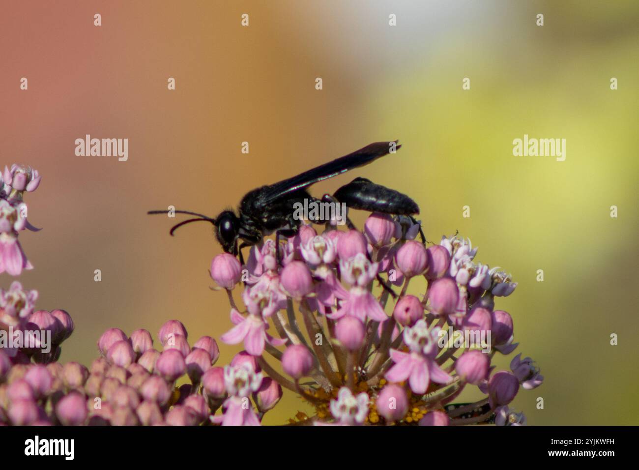 Great Black Digger Wasp (Sphex pensylvanicus Stock Photo - Alamy