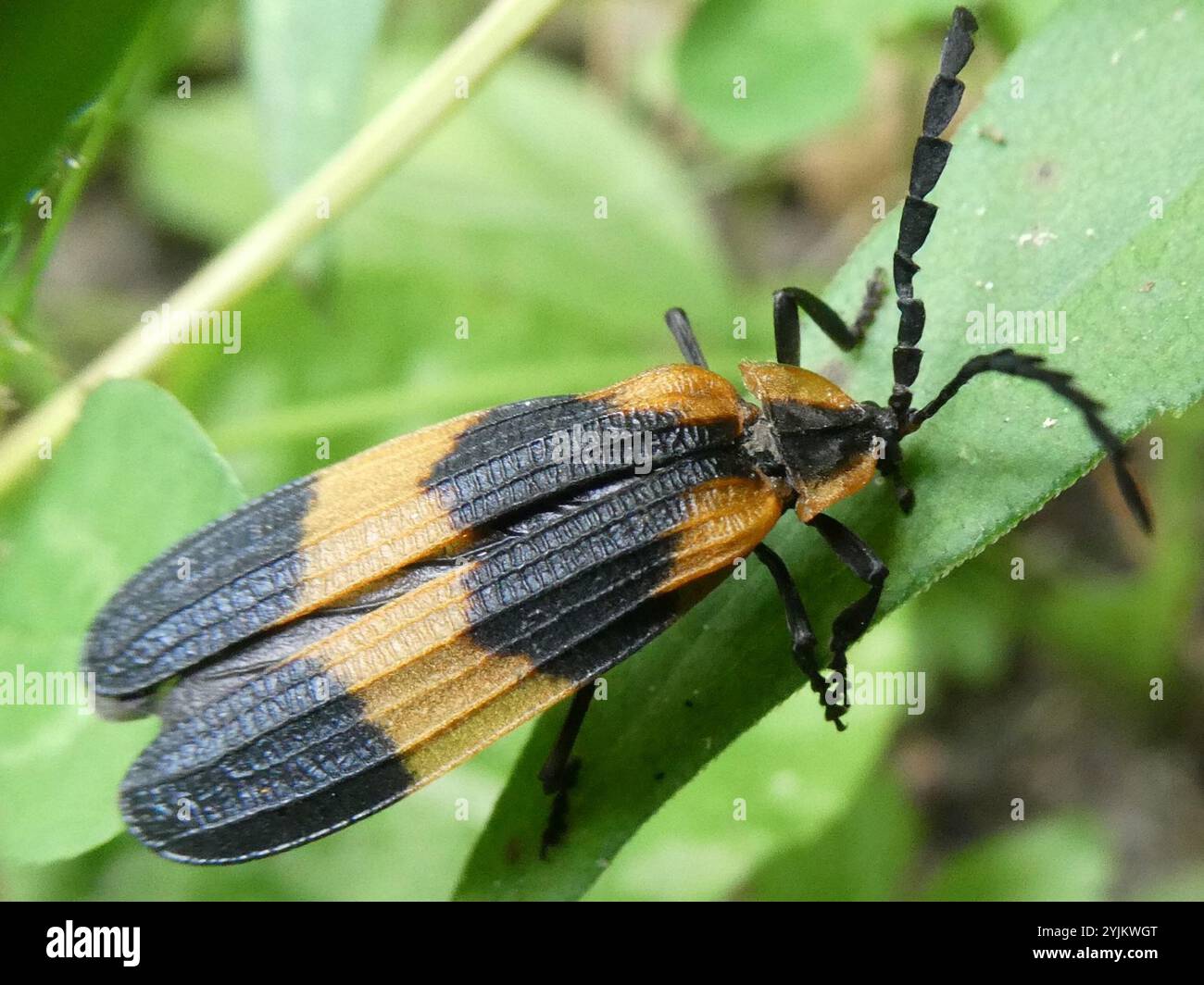 Reticulated Net-winged Beetle (Calopteron reticulatum Stock Photo - Alamy