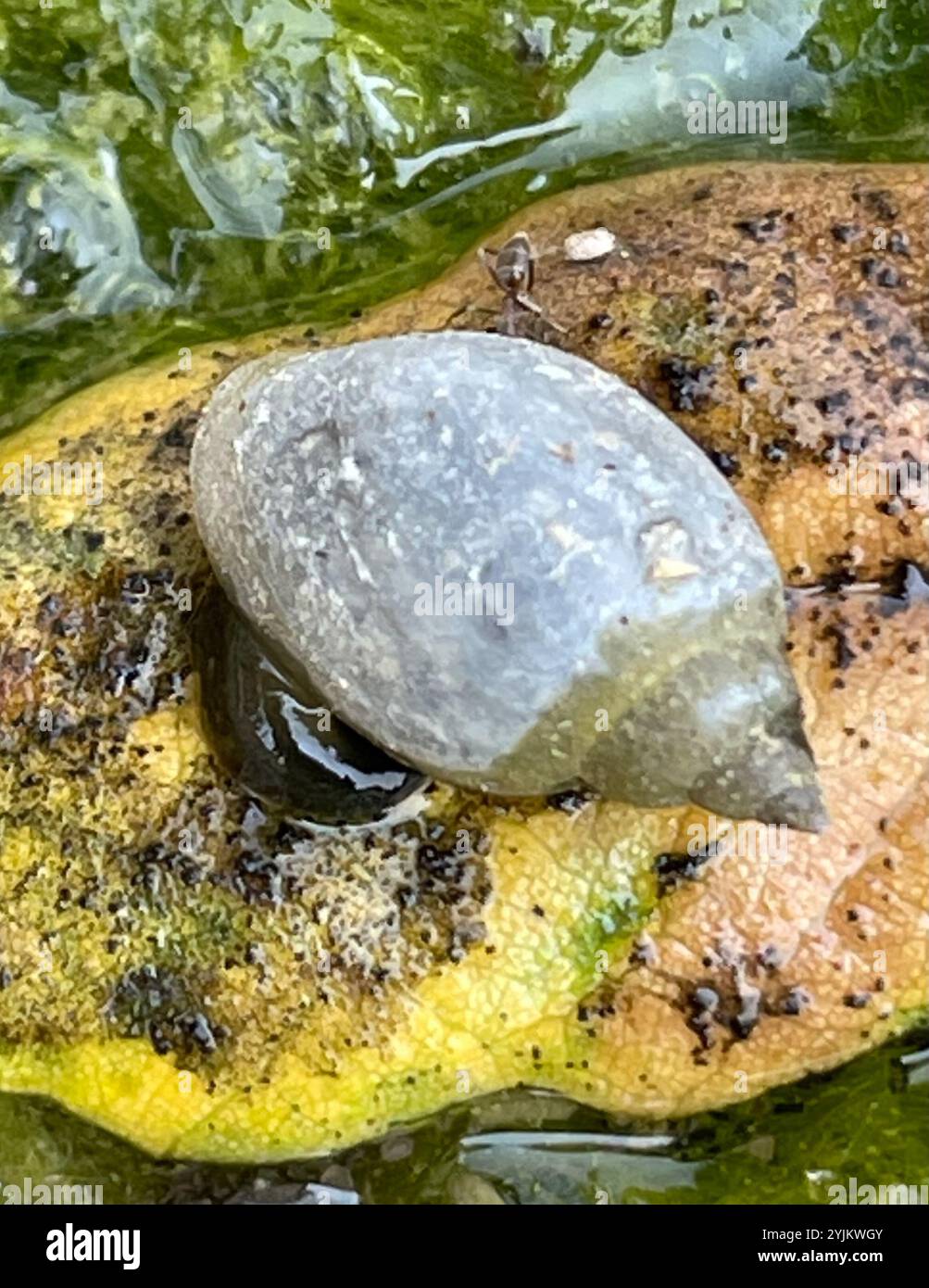 Acute Bladder Snail (Physella acuta Stock Photo - Alamy