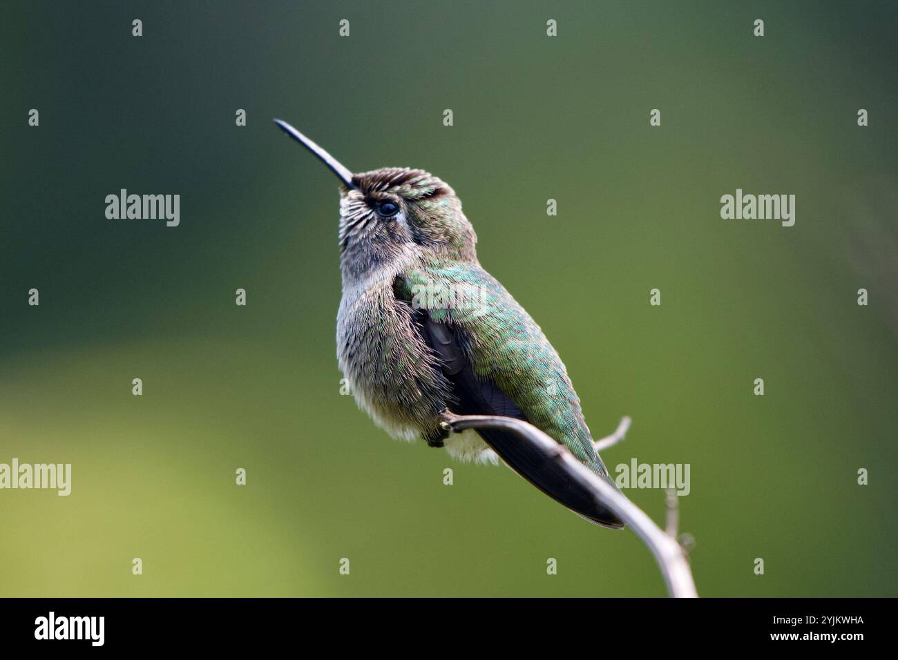 Anna's Hummingbird (Calypte anna Stock Photo - Alamy