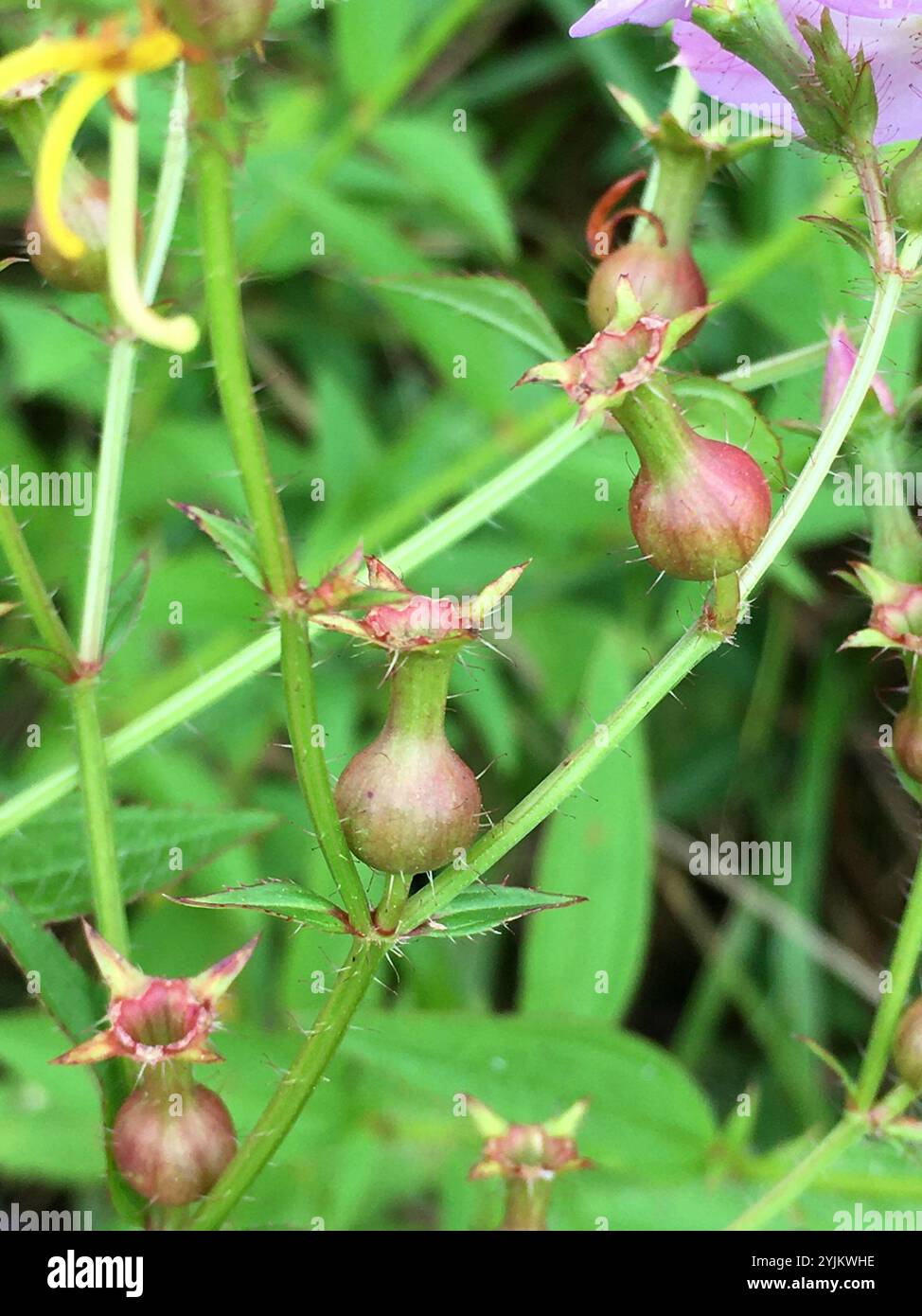 Maryland meadowbeauty (Rhexia mariana Stock Photo - Alamy
