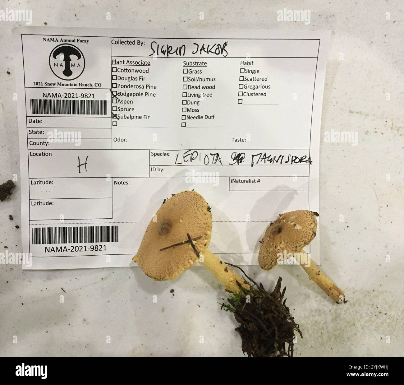 yellowfoot dapperling (Lepiota magnispora Stock Photo - Alamy