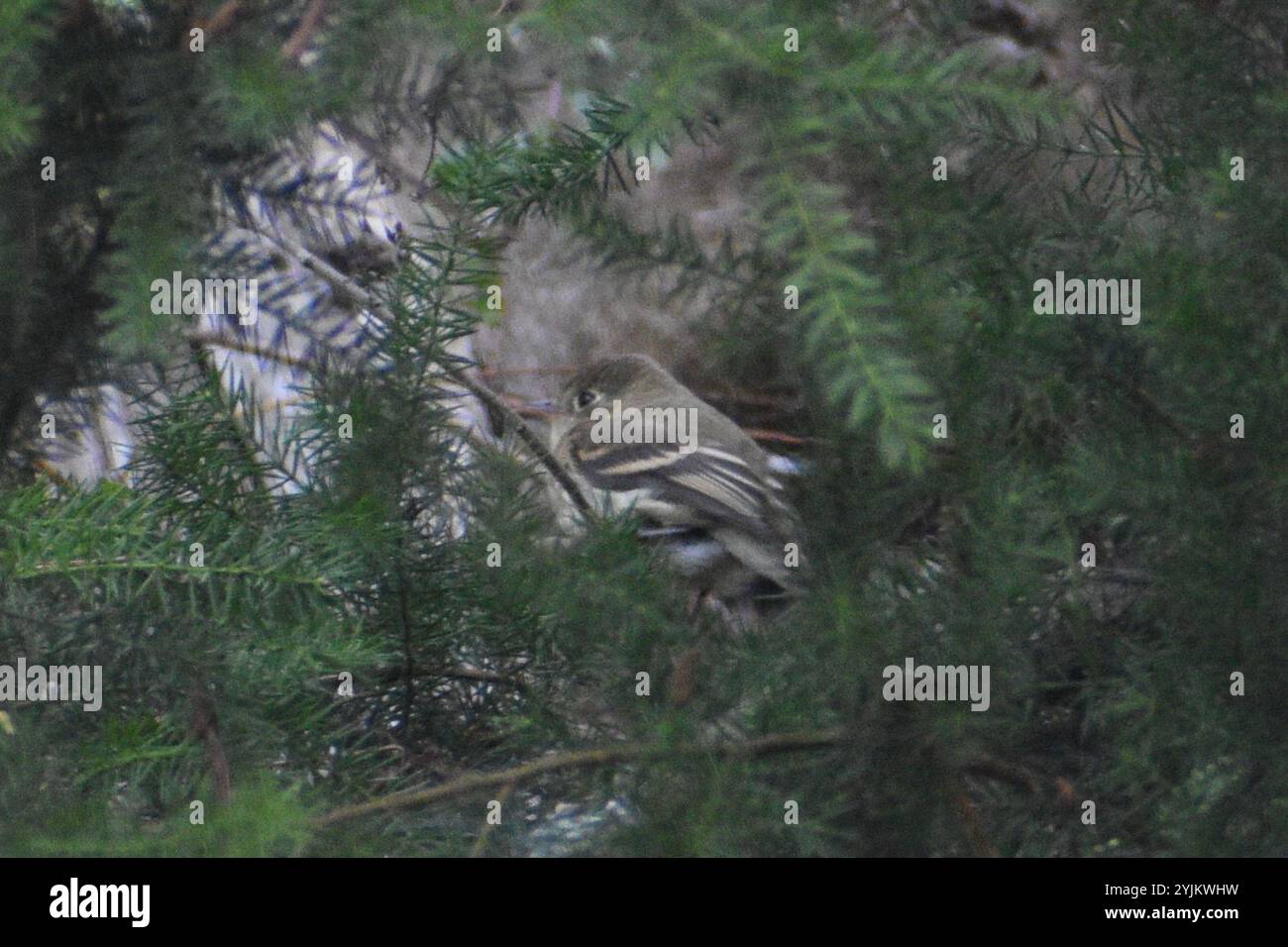 Western Flycatcher (Empidonax difficilis Stock Photo - Alamy